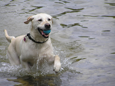 Queen of Arts: Yellow Lab Love