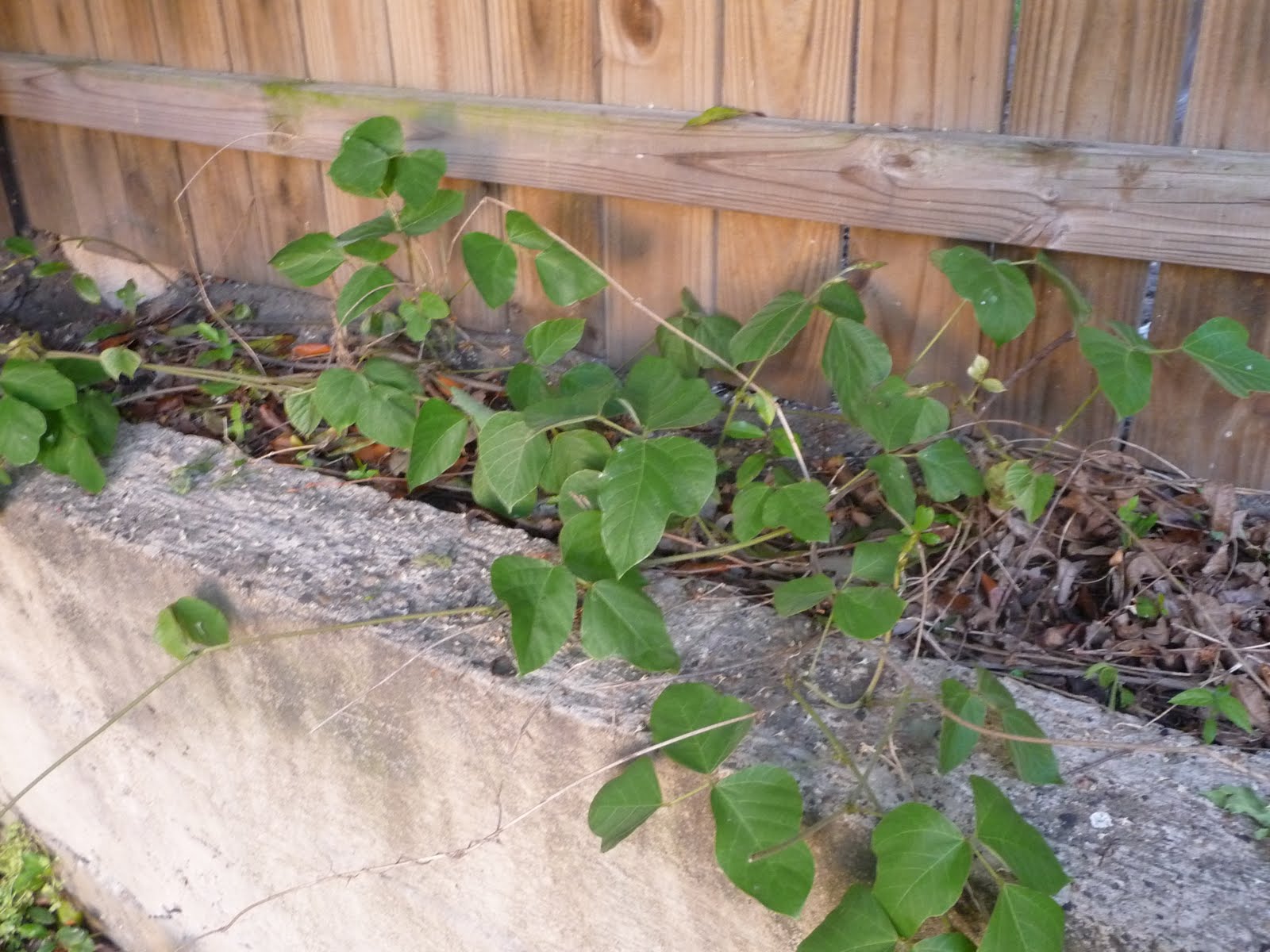 In my yard: Mystery trifoliate vine