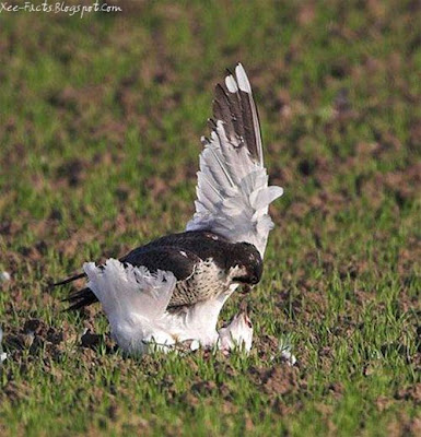 All The Fun Facts....: Bird Survives Vicious Hawk Attack