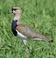 VIVENCIAS LLANERAS DEL ABUELO: El Alcaraván y su historia