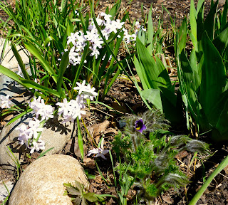 A Little Brown Blog: Roses are Gray, Violets are Blue