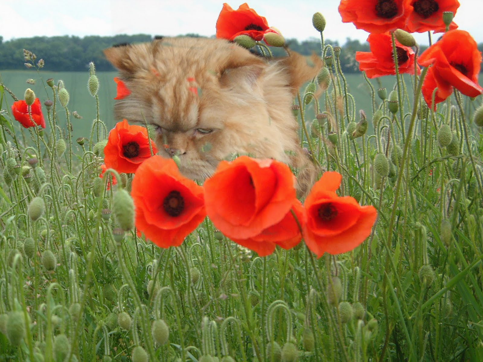 Angel Ginger Jasper: Lest we forget................