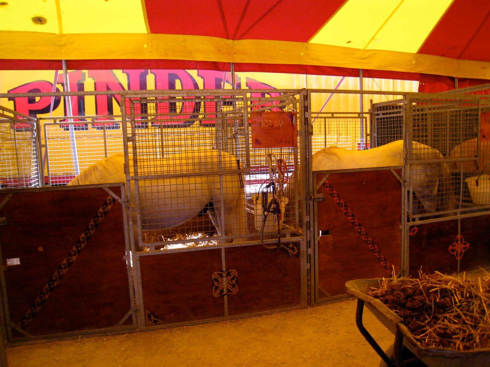 Adam-etc: Zoo du cirque Pinder...