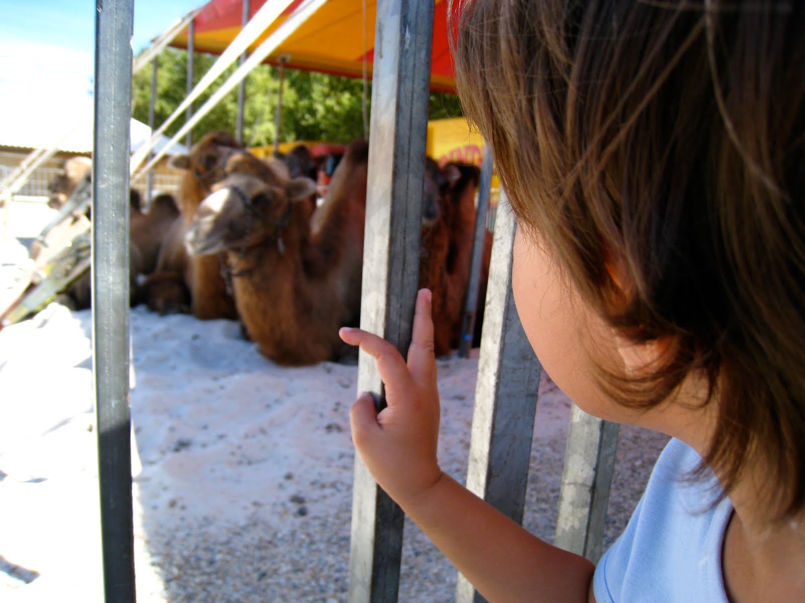 Adam-etc: Zoo du cirque Pinder...