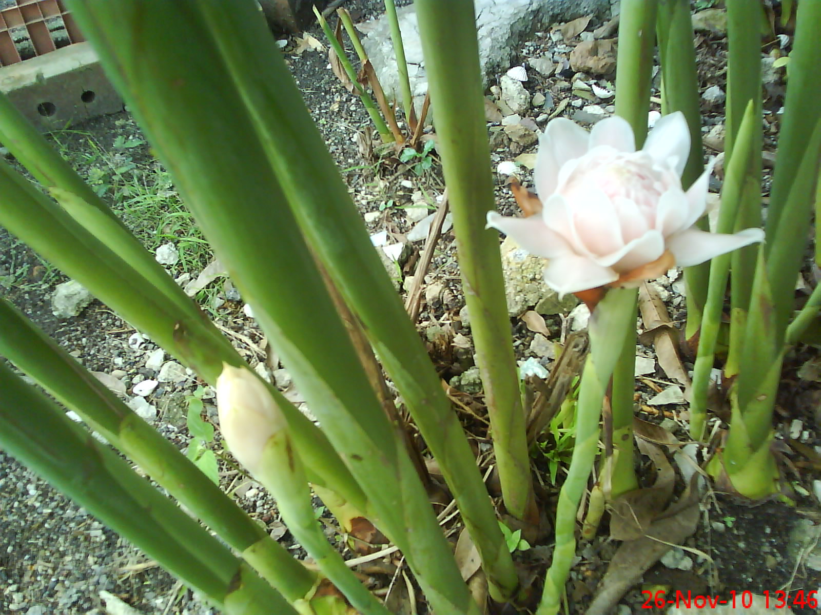 Inspirasi Populer Bunga Laksa