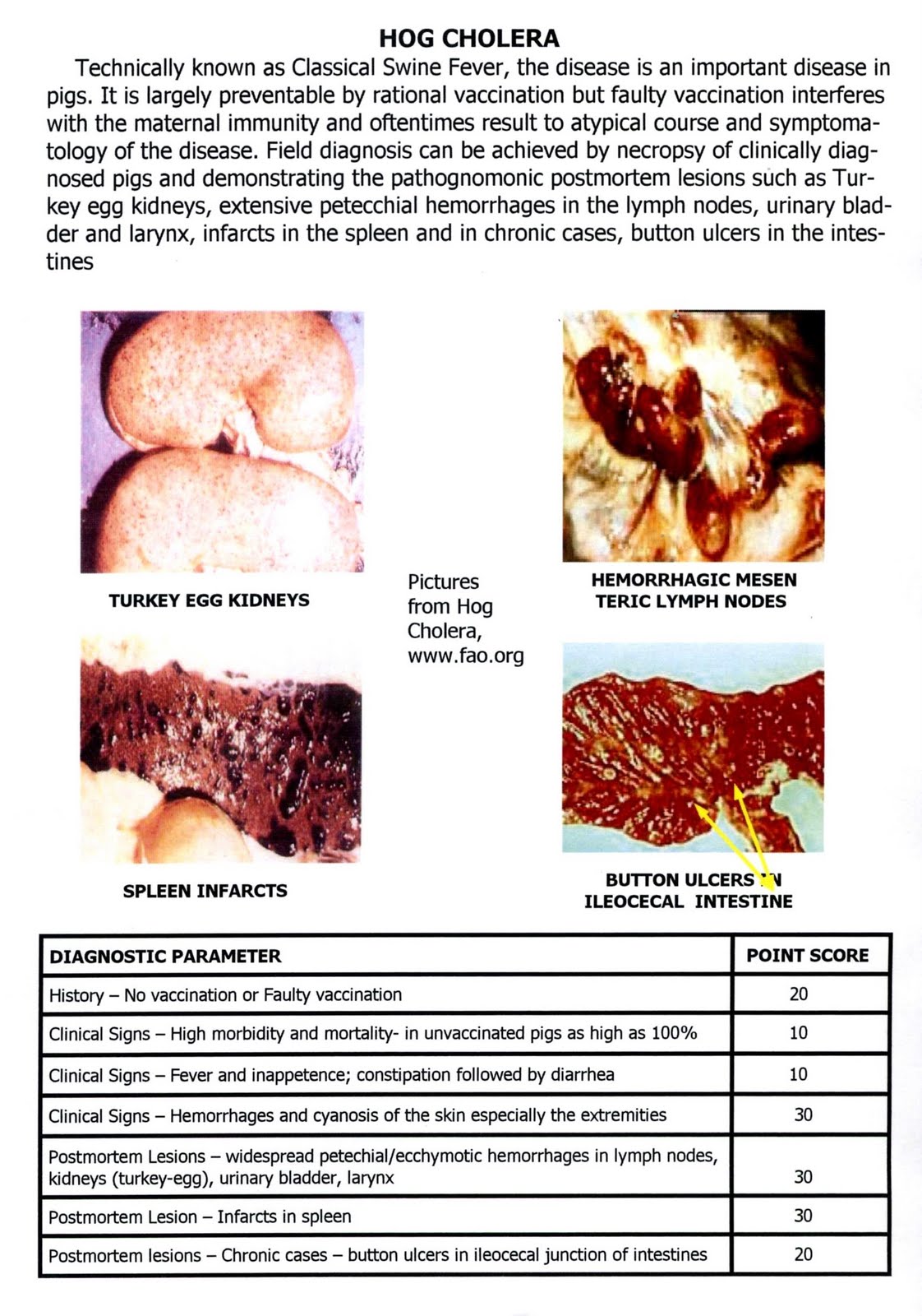 BETERINARYONG PINOY: Disease Diagnosis Series: 9. Colibacillosis in ...