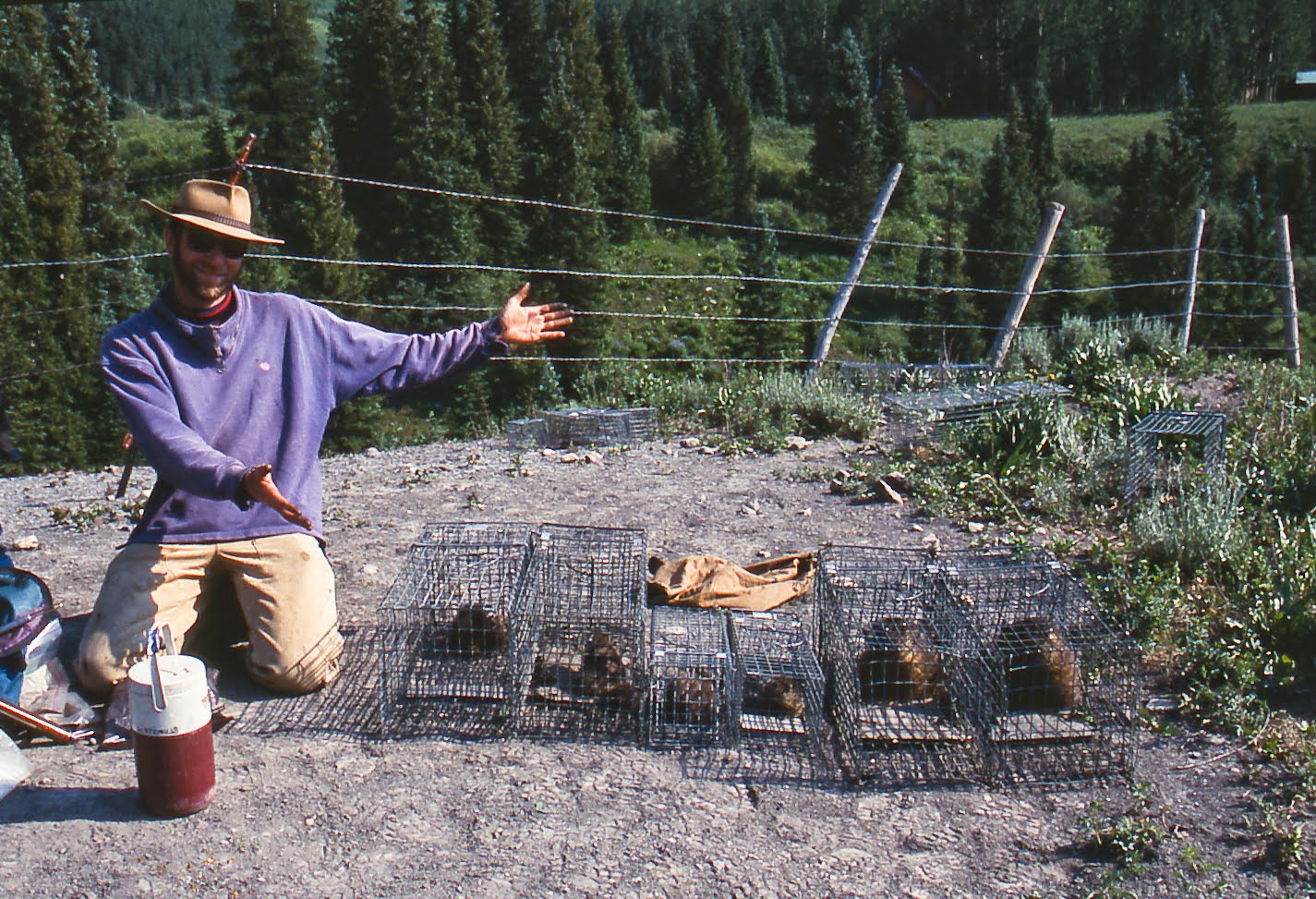 Marmot minutes: Meet Team Marmot: Dan Blumstein trapping pups