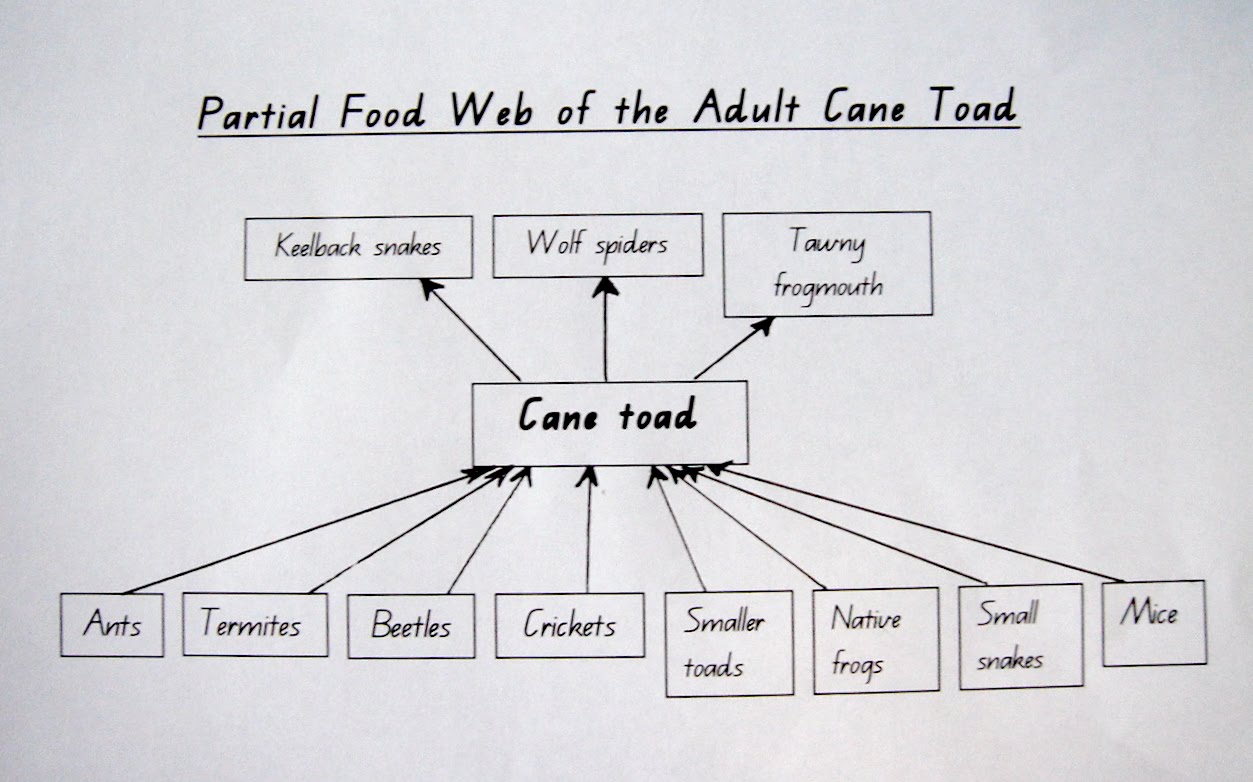 Toadally Awesome Toad Facts: Who's Eating Who?