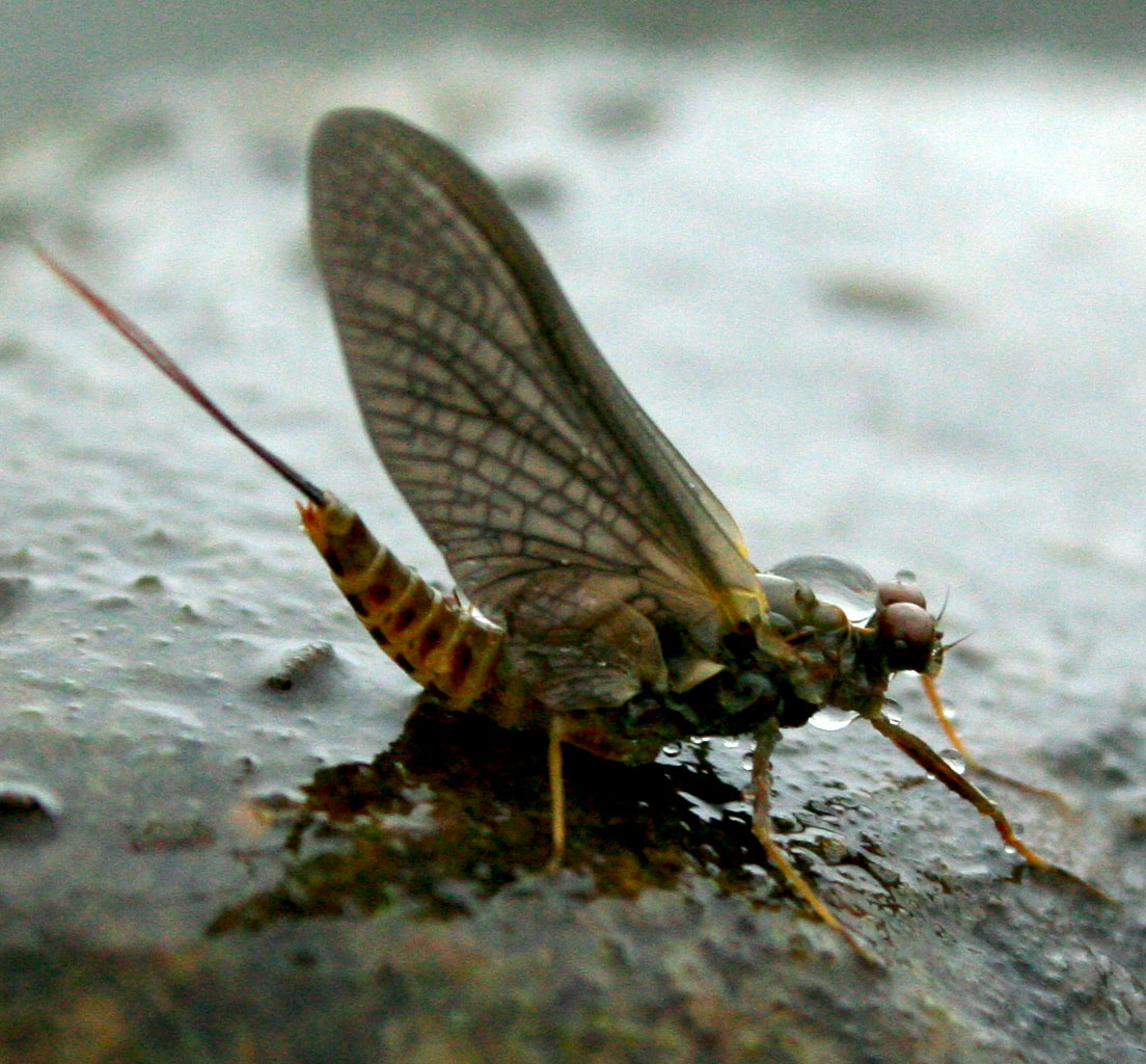 Troutbugs: There's been a lot of talk...