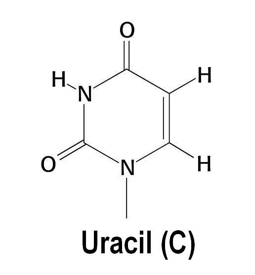 ciencia.viva: glosario de la guia : Estructura y Función Celular
