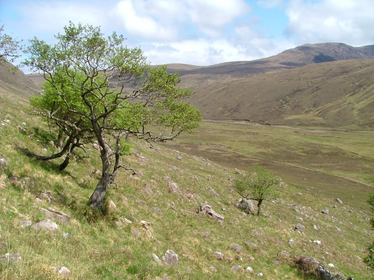 The Native Woods Co-operative (Scotland) Ltd: Wood Pasture a link to ...