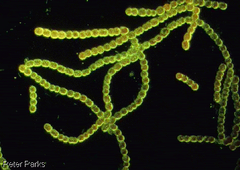 Biology 10: Topic 4 - Kingdom Protista