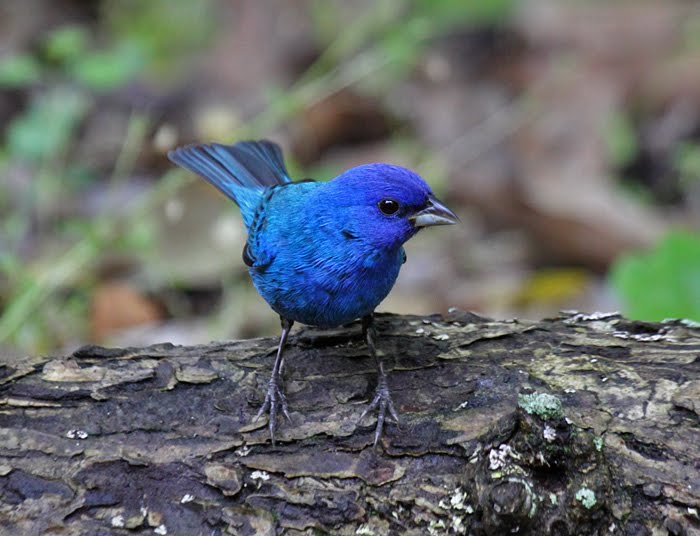 Lost in BIrding: Warbler Wonderland...(High Island, Texas): 19 April