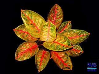Blue Aglaonema: WIDURI