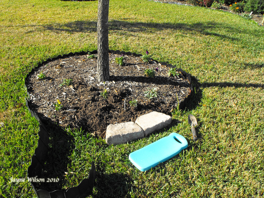 Jayne's Country Garden: Going Round in Circles - Tree Circles, That Is...