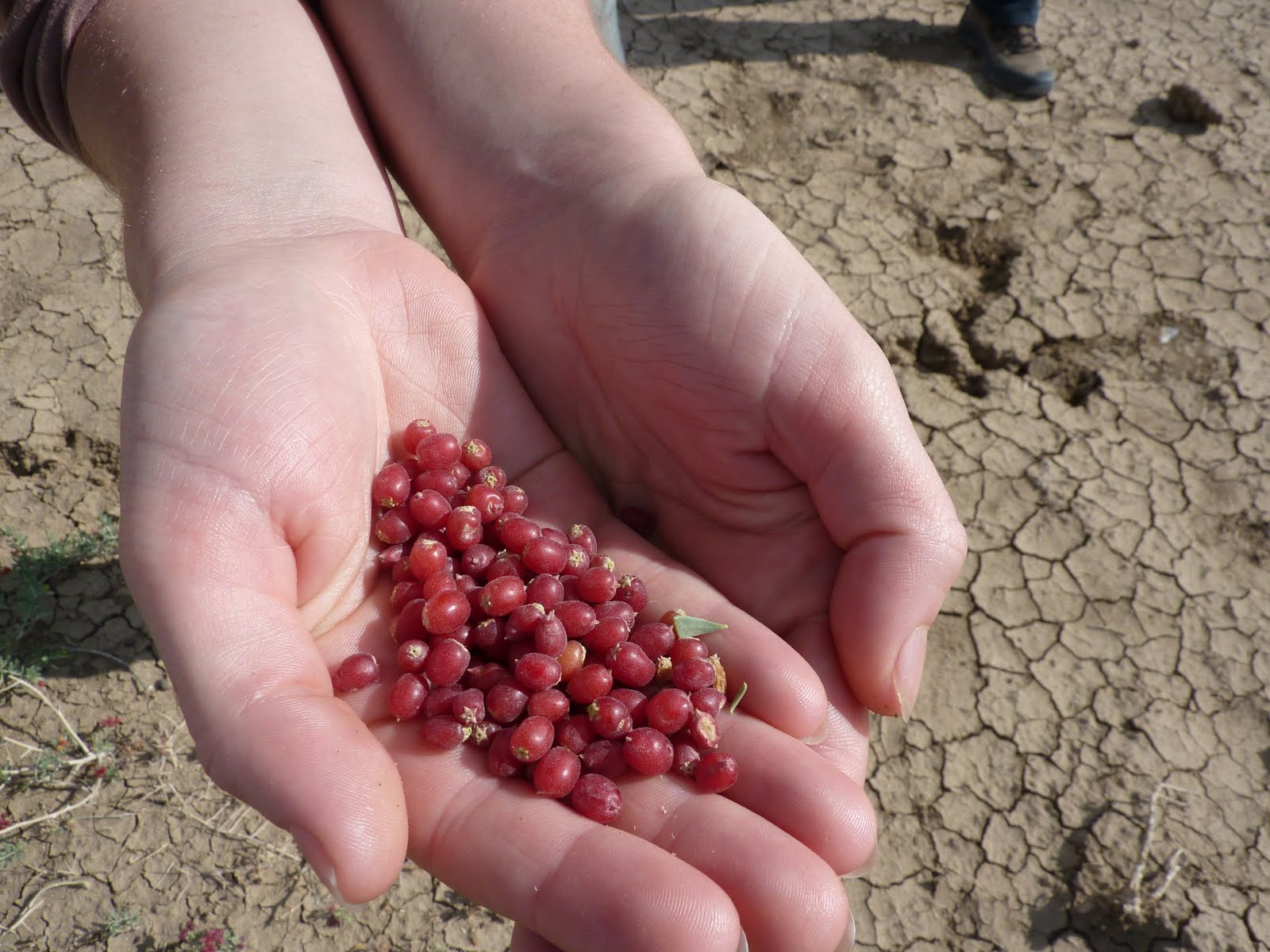 theGreenBackpack: Mongolian Permaculture: Day 38 - The Gobi's Great Secret