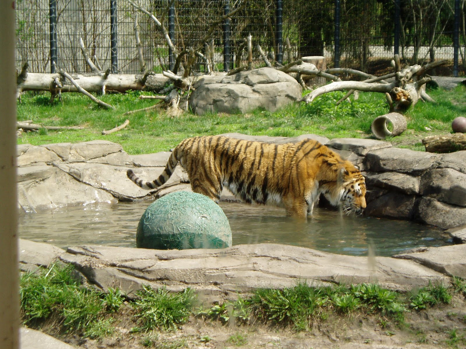 Familien Thomasen i Iowa: Blank Park Zoo og Des Moines