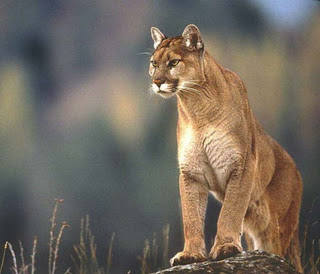 PARQUE HUASCARÁN: FAUNA DEL PARQUE HUASCARÁN