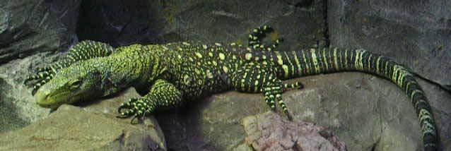 ANIMALES EXTRAÑOS Y CURIOSIDADES ANIMALES: VARANO GIGANTE FILIPINO ...