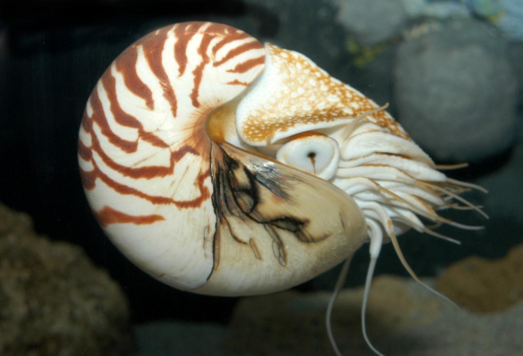 ANIMALES EXTRAÑOS Y CURIOSIDADES ANIMALES: NAUTILO DE CÁMARA (NAUTILUS ...