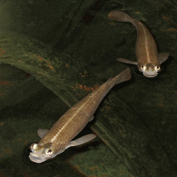 ANIMALES EXTRAÑOS Y CURIOSIDADES ANIMALES: PEZ DE CUATRO OJOS (ANABLEPS ...