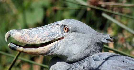 ANIMALES EXTRAÑOS Y CURIOSIDADES ANIMALES: PICOZAPATO (BALAENICEPS REX)