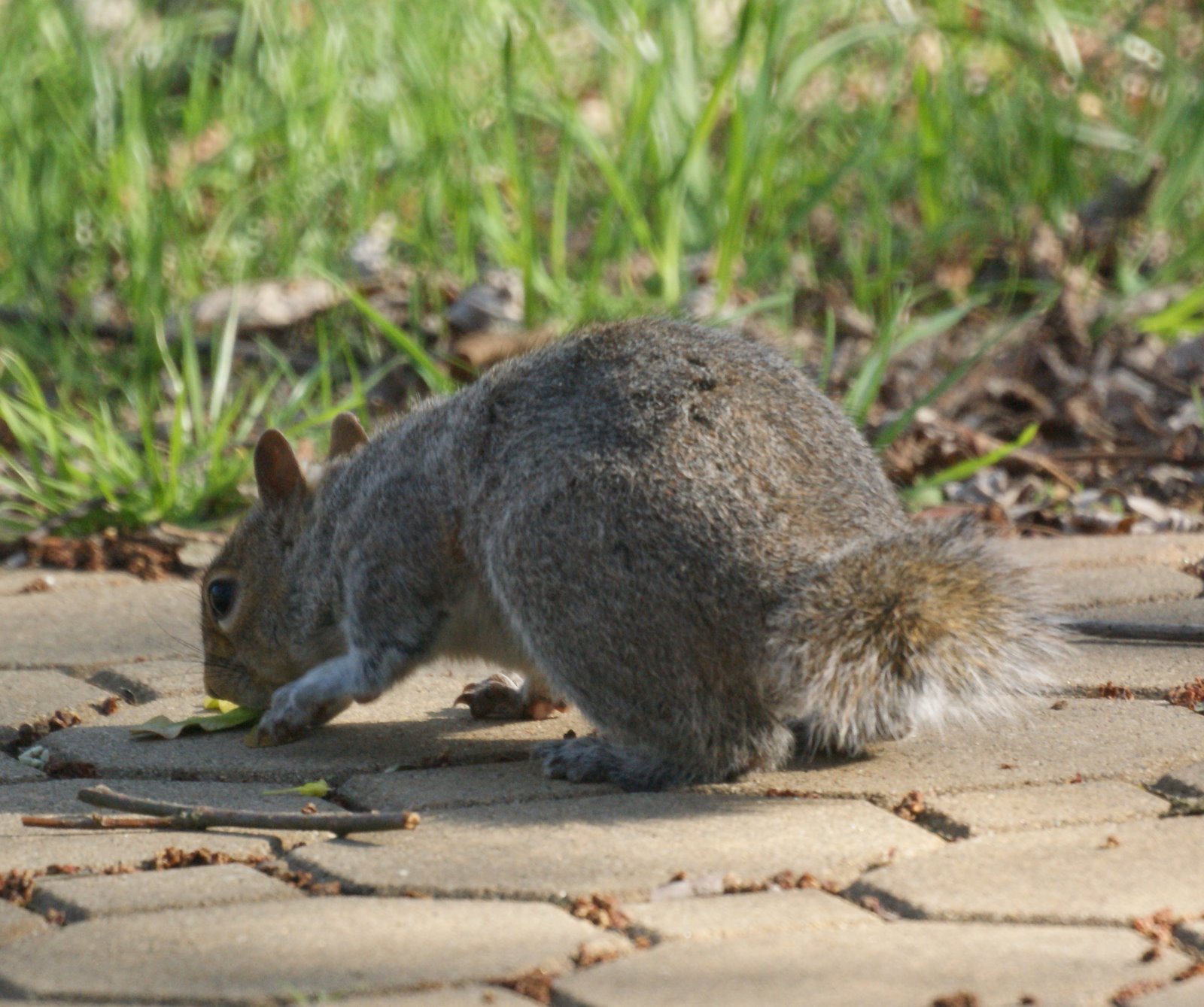 NJ Bird Photos: Birds of New Jersey: April 4, 2010