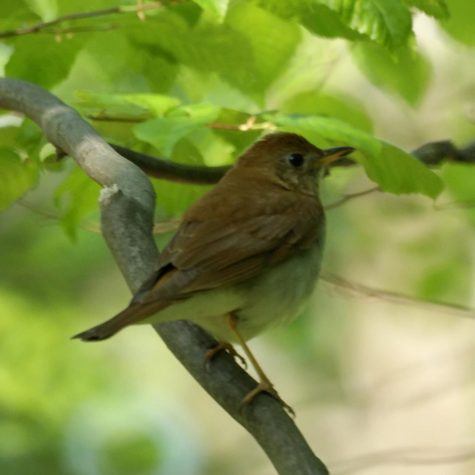 NJ Bird Photos: Birds of New Jersey: May 2, 2010