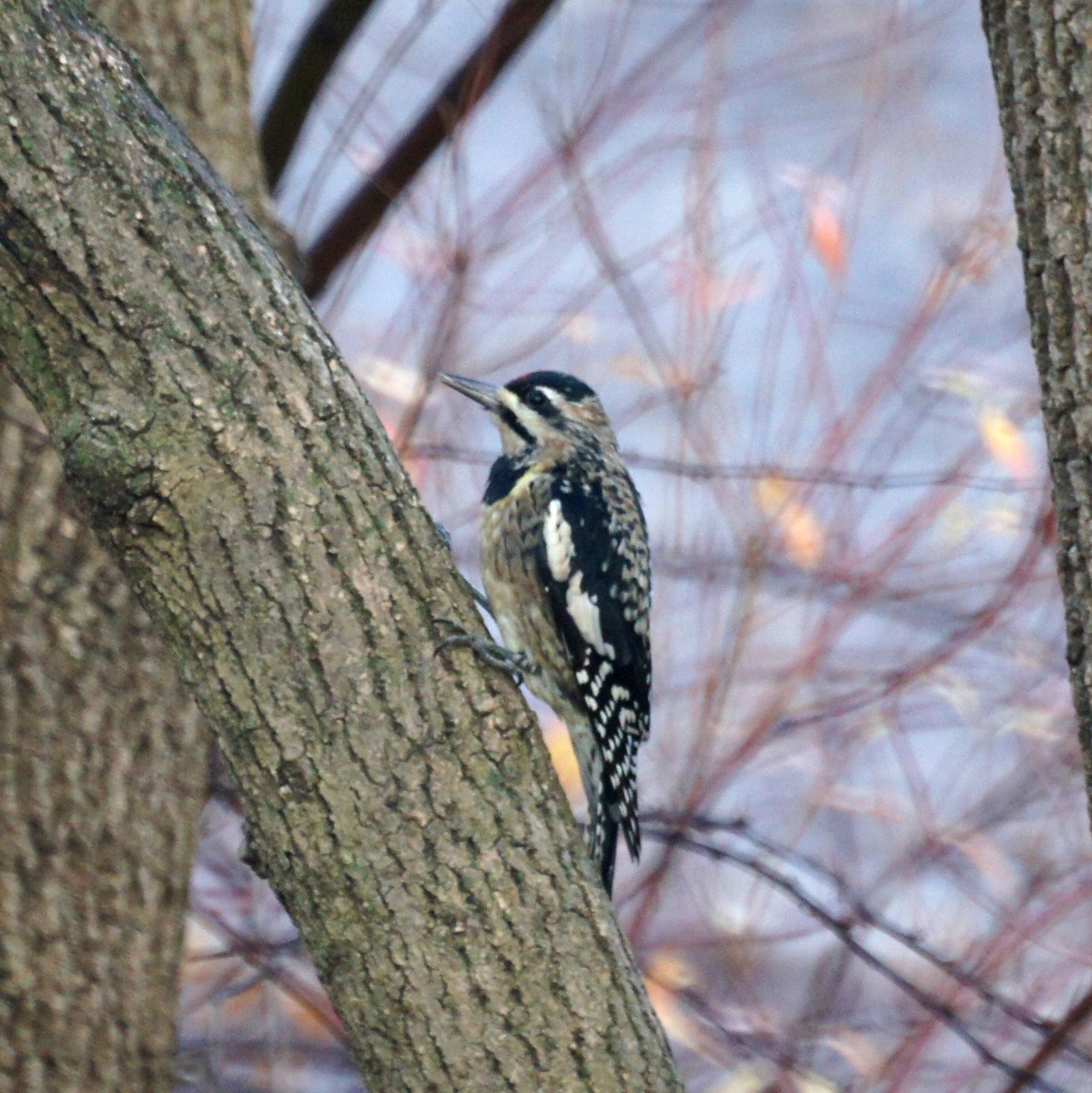 NJ Bird Photos: Birds of New Jersey: Yellow-bellied Sapsucker