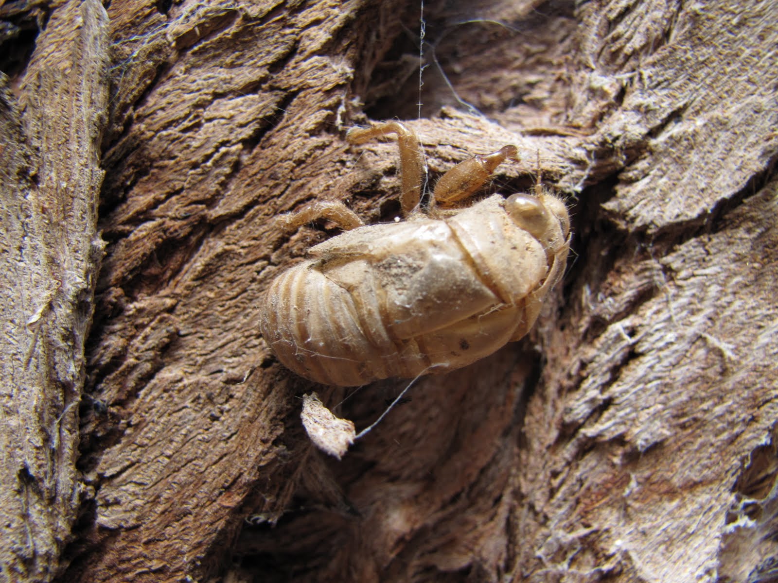 Brisbane Adventures: An iconic insect of the Australian bush