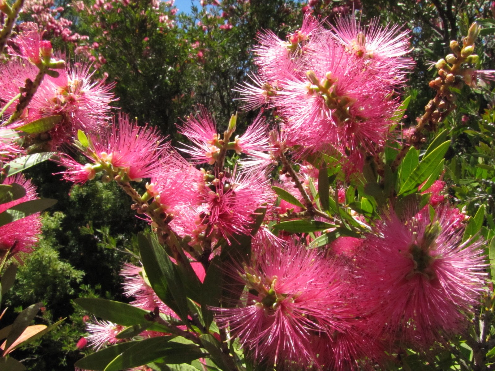 Brisbane Adventures: Colourful Callistemon