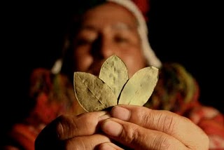 LA HOJA DE COCA EN EL PERU: Hito 1: El cultivo y uso de la hoja de coca ...