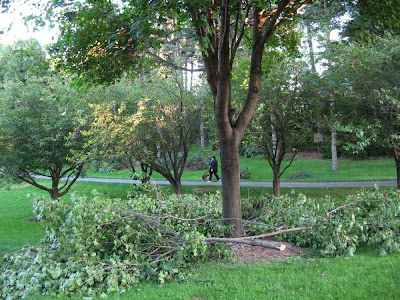 Brueckner Rhododendron Gardens: Prune Trees, Raise Canopy, Improve ...