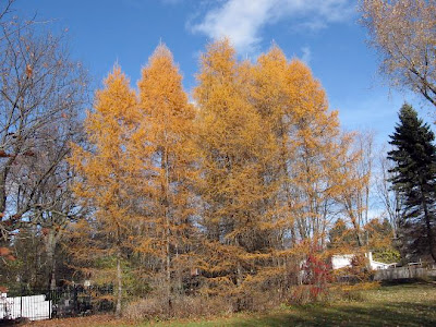 Snapshot Travel Blog: Larch Tamarack Maple Oak Trees Late Autumn ...