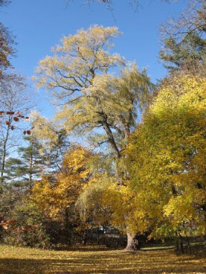 Snapshot Travel Blog: Larch Tamarack Maple Oak Trees Late Autumn ...