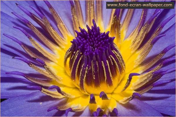 Amazing Beautiful Flowers Wallpapers And Photos Collections | Amazing ...