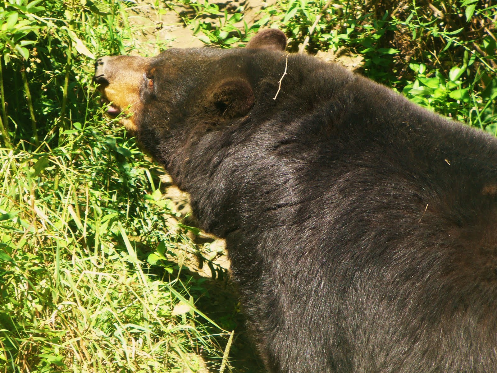 Dalai Mama: Wildlife Prairie Park