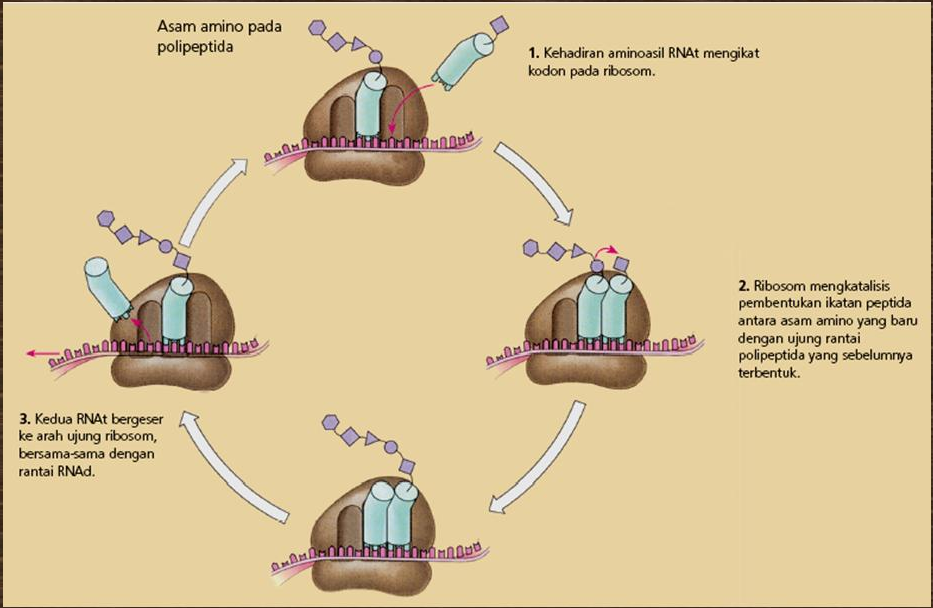 Biology on Demand: Genetika