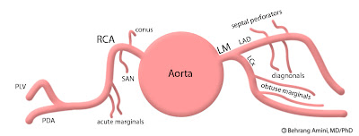 Roentgen Ray Reader: Branches of the Coronary Arteries