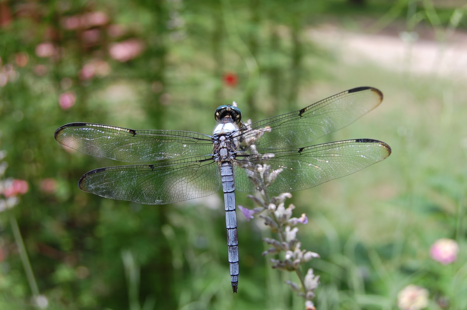 Brenda's "Texas Wild" Garden: Blue-Dasher Dragonfly