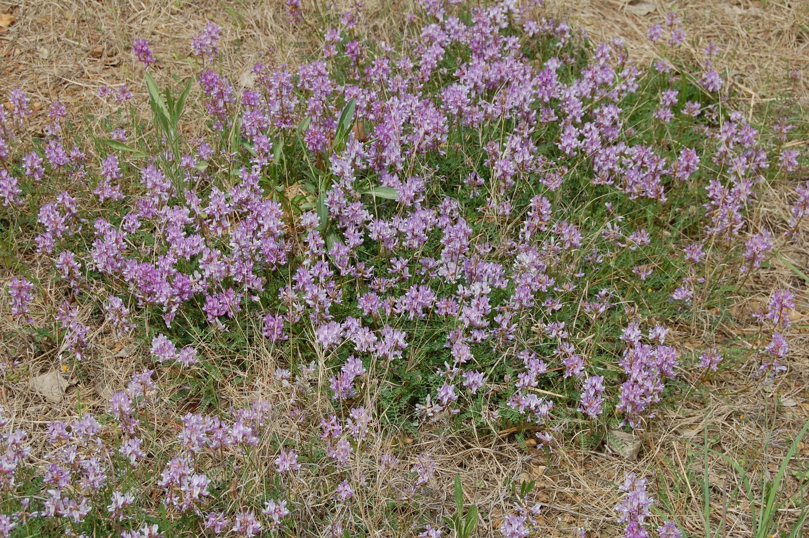 Brenda's "Texas Wild" Garden: Woolly Locoweed