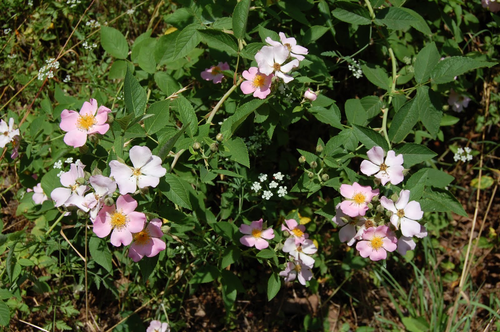 Brenda's "Texas Wild" Garden: The Nearly Wild Texas Rose