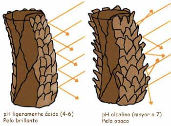 Reducir el pH para conseguir un cabello más suave y brillante - El ...