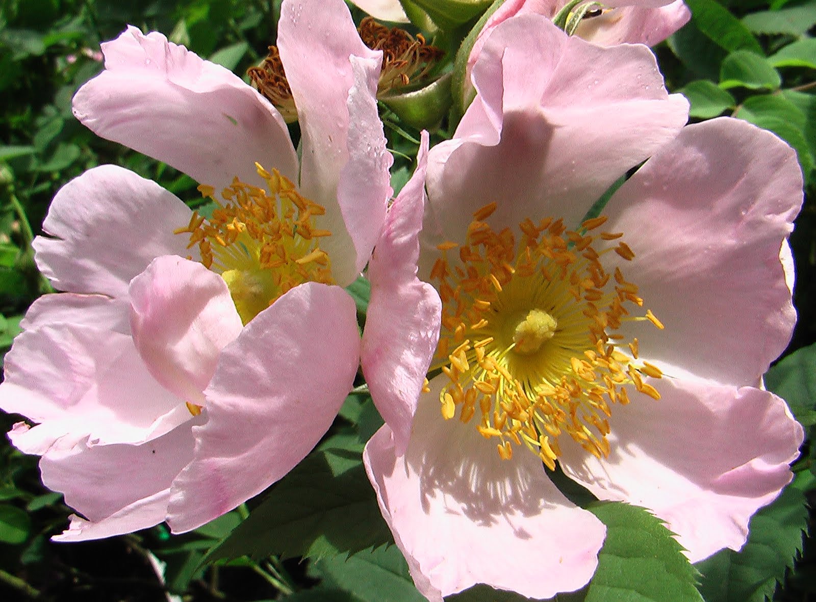 The Time Travelling Gardener: The Single Roses