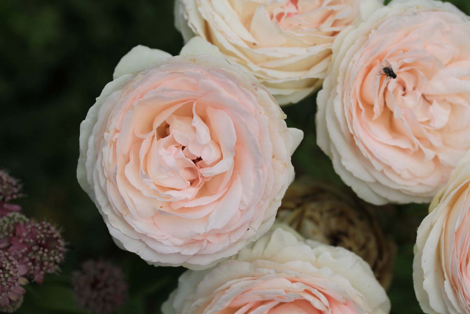 Madam Bæk's planter: januar 2011