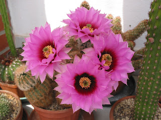 Alphecca: In giugno 2010 altre piante grasse hanno mostrato la loro ...