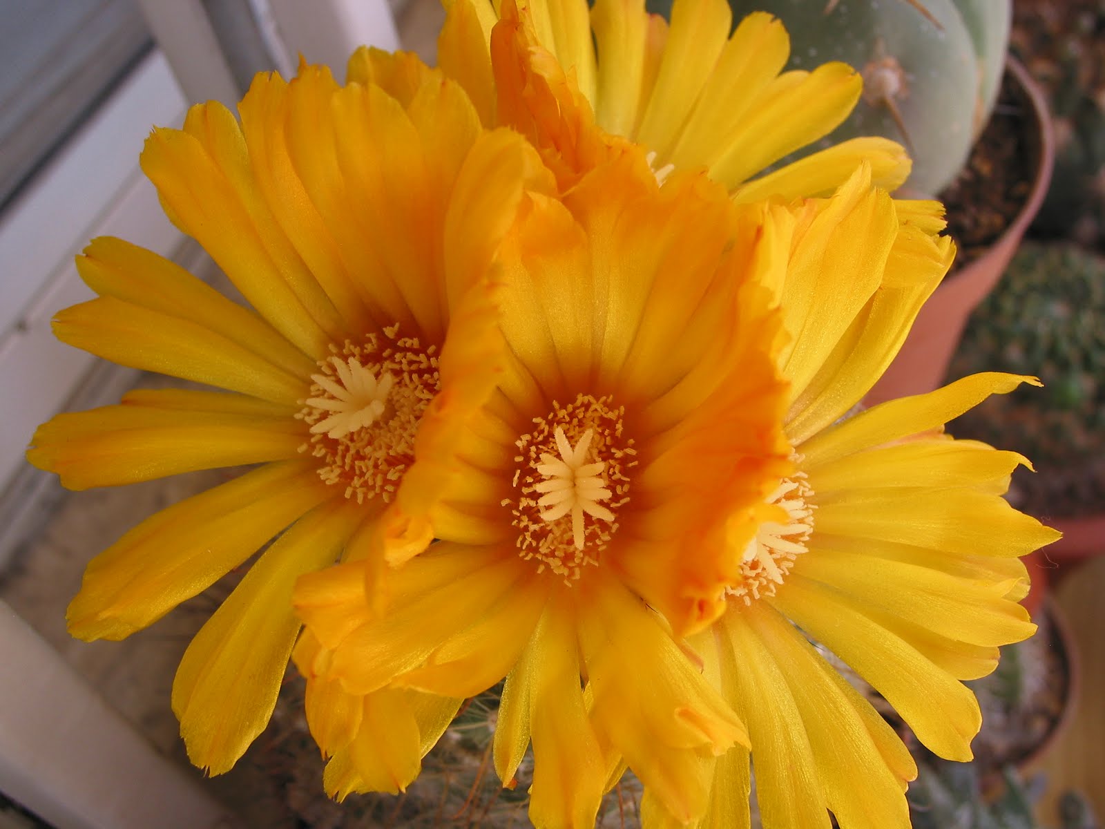 Alphecca: Altri fiori di piante grasse della stagione 2010. Some more ...