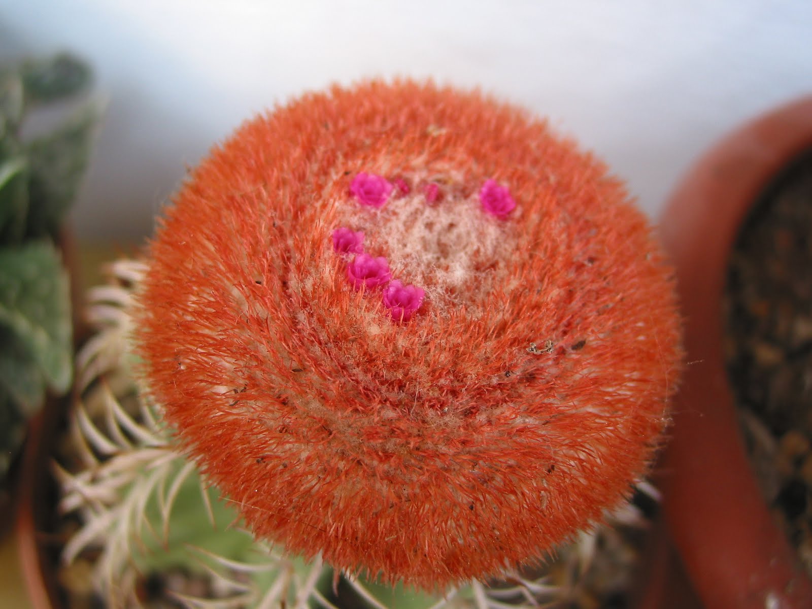 Alphecca: Ancora nuovi fiori della mia collezione di piante grasse ...