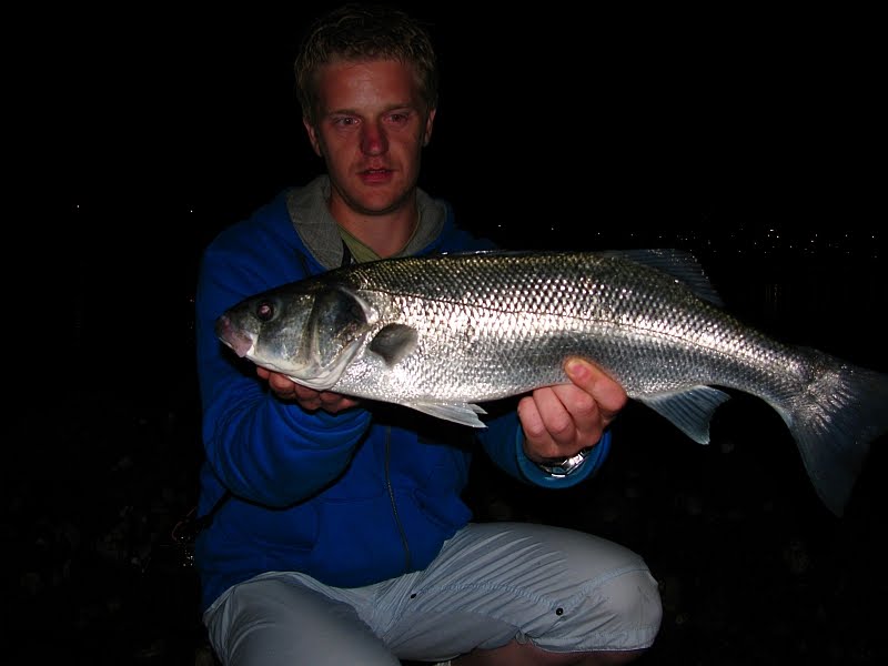 Zeebaarsshop.nl Blog - Dutch Bass Fishing: Mooie zeebaars in het donker