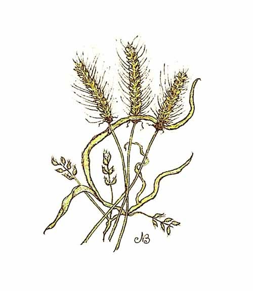 Ichabod, The Glory Has Departed: The Parable of the Tares